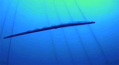 Upload Deep Sea GIF - Find & Share on GIPHY