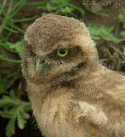 Bbc Natural World Owl GIF by Head Like an Orange - Find & Share on GIPHY
