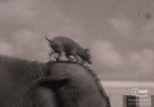 Circus Animal GIFs - Get the best GIF on GIPHY