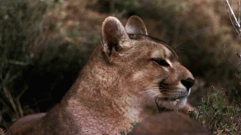 Puma GIFs - Find & Share on GIPHY