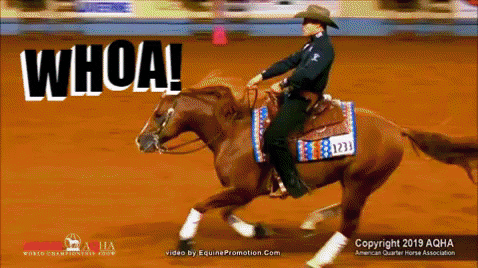 Silver Spurs Equine GIF - Find & Share on GIPHY