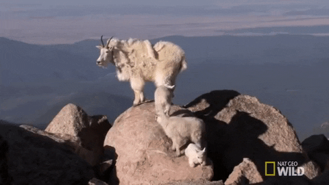 Mountain Goat GIFs - Find & Share on GIPHY