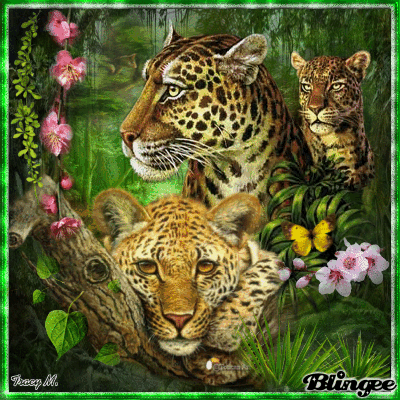 Jungle GIFs - Find & Share on GIPHY