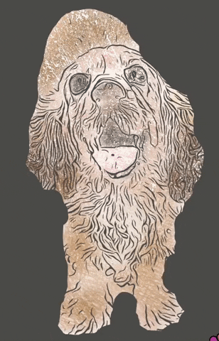 Adopt Me Cocker Spaniel GIF by Camp Cocker Rescue - Find & Share on GIPHY