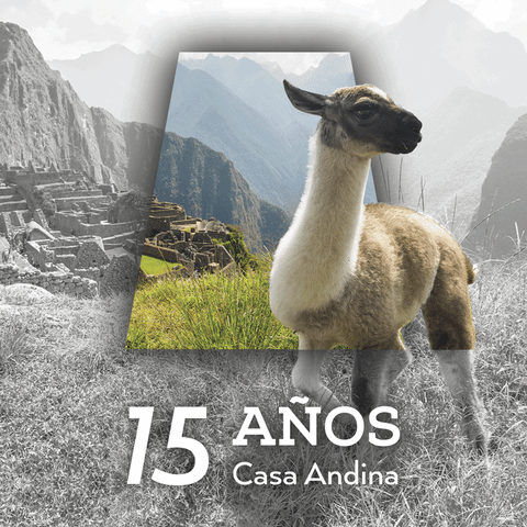 Peru Llama GIF - Find & Share on GIPHY