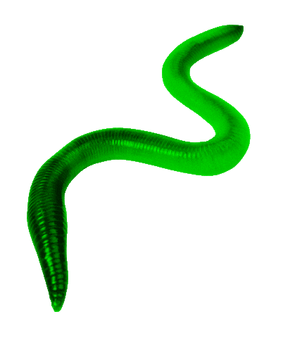 Worm Dancing Sticker by Kampnagel - Internationales Zentrum für ...