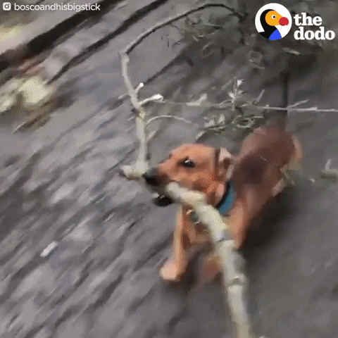 Dog Cute Dogs GIF by The Dodo - Find & Share on GIPHY