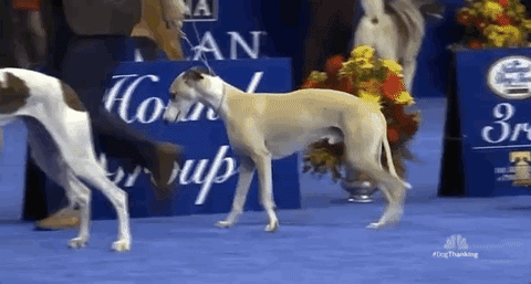 National Dog Show 2018 GIF by NBC - Find & Share on GIPHY