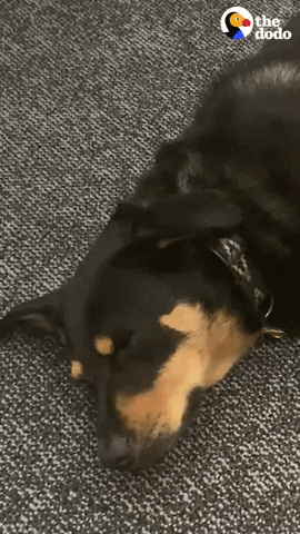 Dog Office GIF by The Dodo - Find & Share on GIPHY