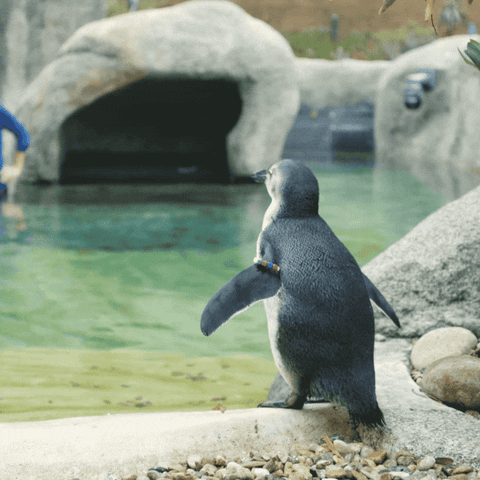 Birds Lol GIF by San Diego Zoo - Find & Share on GIPHY