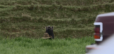Feral Hogs Hog GIF by Madman Films - Find & Share on GIPHY