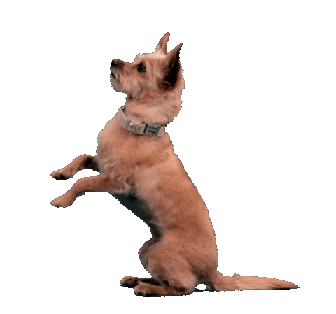 Dog Begging Sticker by Jen Atkin for iOS & Android | GIPHY