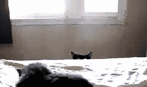 Cat Graphics GIF - Find & Share on GIPHY
