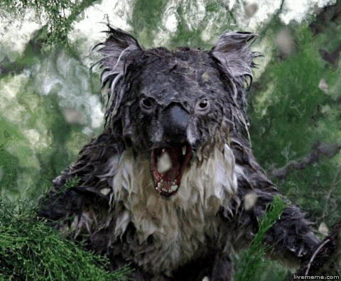 Cinereus, Dread Lord of the Drop Bears : r/Bossfight