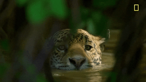 Nat Geo Jungle GIF by National Geographic Channel - Find & Share on GIPHY