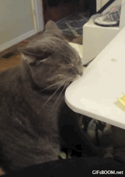 Cat Table GIF - Find & Share on GIPHY