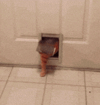 Fat Cat GIFs - Get the best GIF on GIPHY