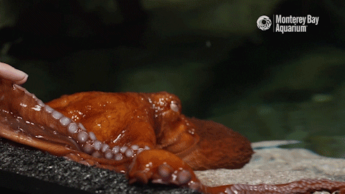 Touching Finding Nemo GIF by Monterey Bay Aquarium - Find & Share on GIPHY