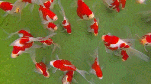 Goldfish GIFs - Find & Share on GIPHY