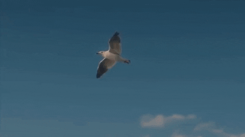 Quick Escape GIF by Pearl Jam - Find & Share on GIPHY