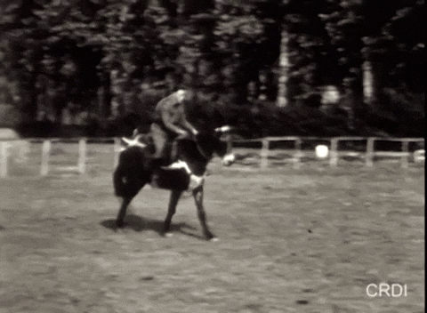 Mule Mula GIF by CRDI. Ajuntament de Girona - Find & Share on GIPHY