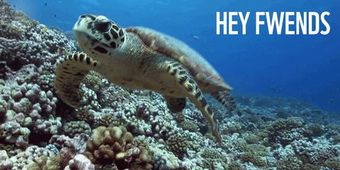 Turtle Hello GIF by WWF_UK - Find & Share on GIPHY