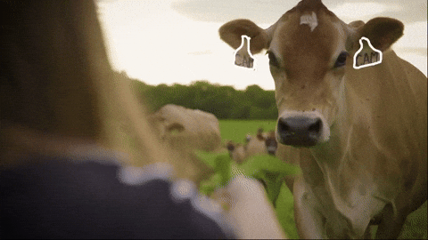 Big Machine Cow GIF by Avenue Beat - Find & Share on GIPHY