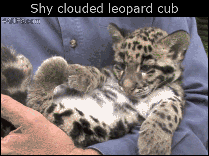 Jaguar GIFs - Get the best GIF on GIPHY