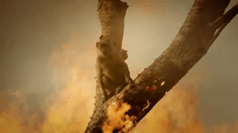 Fire This Is Fine GIF by Discovery - Find & Share on GIPHY