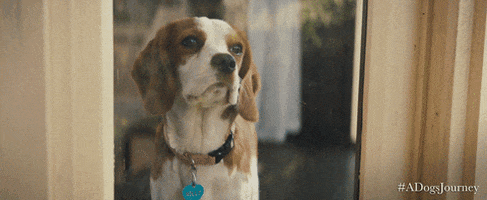 A Dog's Journey GIFs - Find & Share on GIPHY