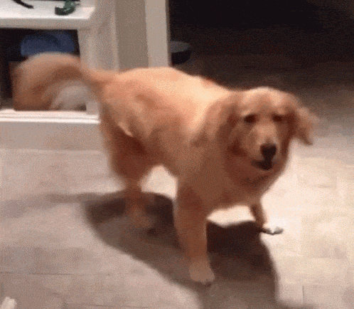 Dog Working Hard Gif Find Share On Giphy