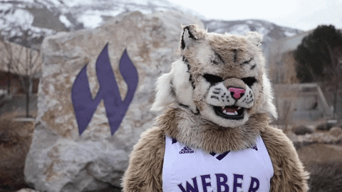 Weber State Rock GIF - Find & Share on GIPHY