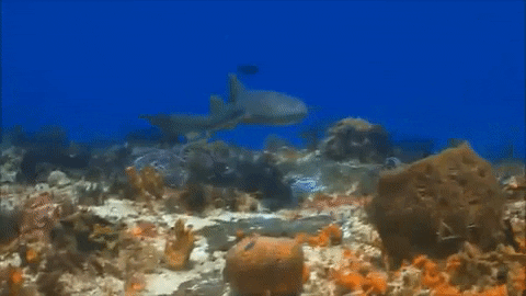 Coral Reef Shark GIF by Oceana - Find & Share on GIPHY