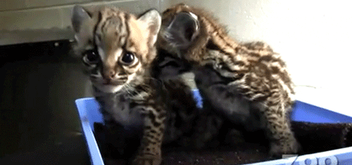 Ocelot Kitten Gif