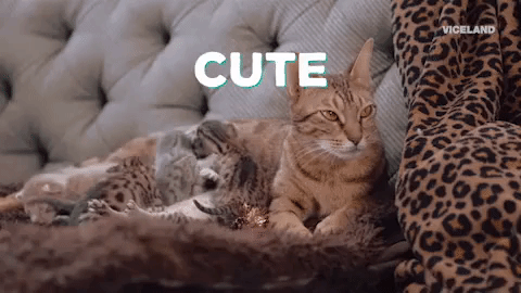2 Chainz Cat GIF by MOST EXPENSIVEST - Find & Share on GIPHY