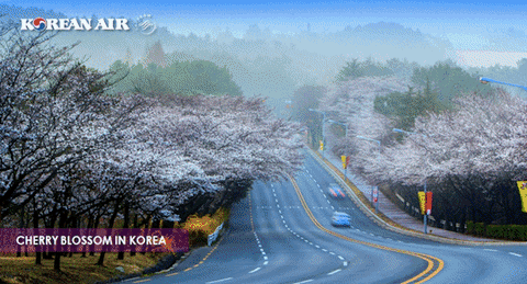 South Korea GIF - Find & Share on GIPHY