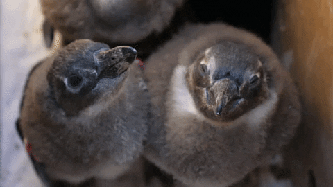 African Penguin GIF by Georgia Aquarium - Find & Share on GIPHY