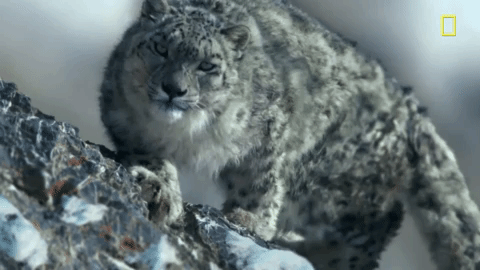 Nat Geo Hostile Planet GIF by National Geographic Channel - Find ...