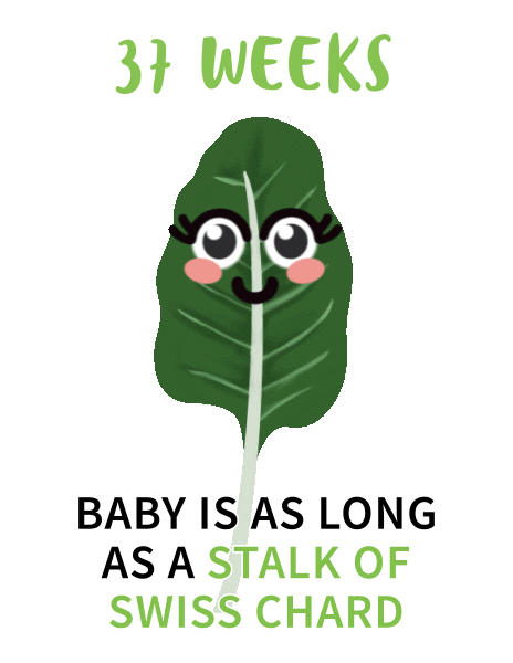 Swiss Chard Baby Sticker by Parents for iOS & Android | GIPHY