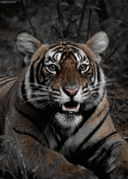 Tiger Find And Share On Giphy