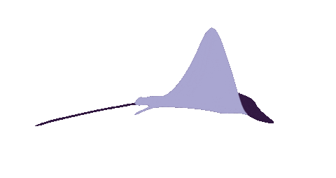 Manta Ray Sticker by aranchamora for iOS & Android | GIPHY