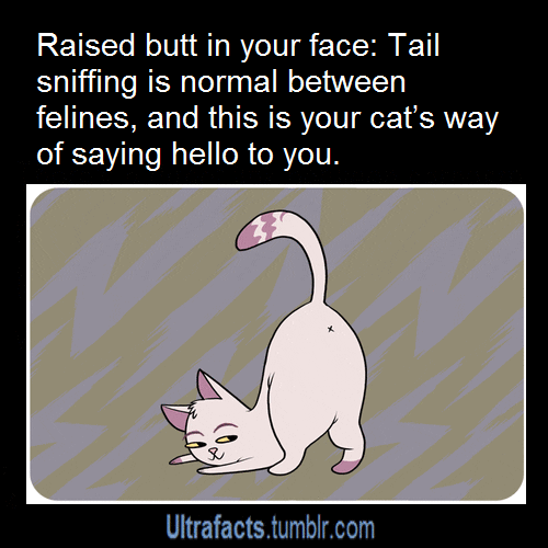 Facts GIF Find Share On GIPHY facts-gif-find-share-on-giphy