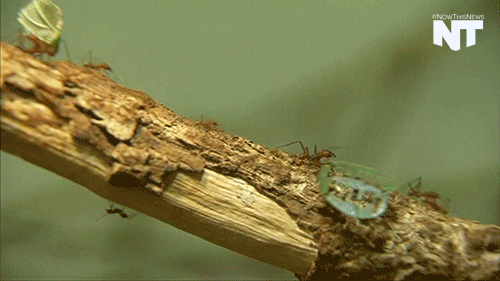 Germany News GIF by NowThis - Find & Share on GIPHY