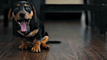 Yawning Puppy GIFs - Get the best GIF on GIPHY