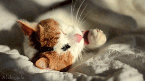 Cat Licking GIF - Find & Share on GIPHY