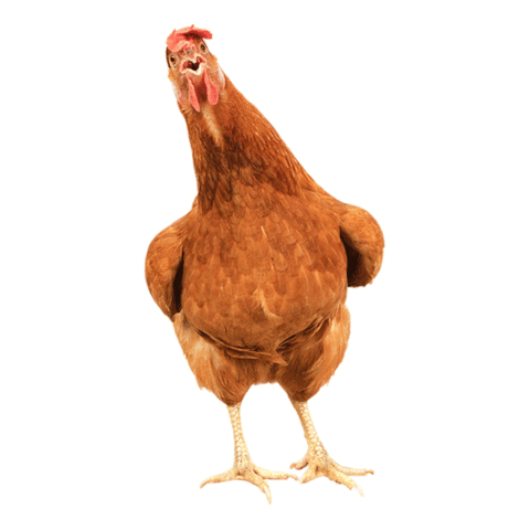 Gif Animé De Poulet Frit