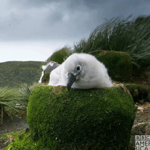 Bird Ugh GIF by BBC America - Find & Share on GIPHY