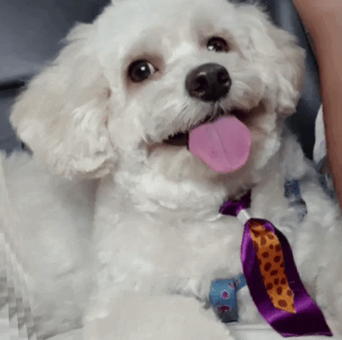 Dog Pet GIF - Find & Share on GIPHY