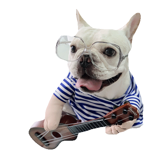 Busking French Bulldog Sticker for iOS & Android | GIPHY