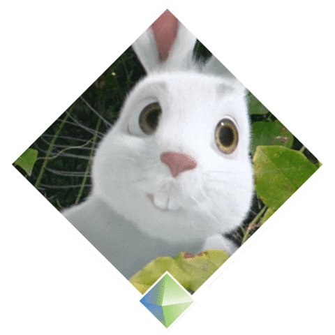 Bunny Rabbit Sticker for iOS & Android | GIPHY
